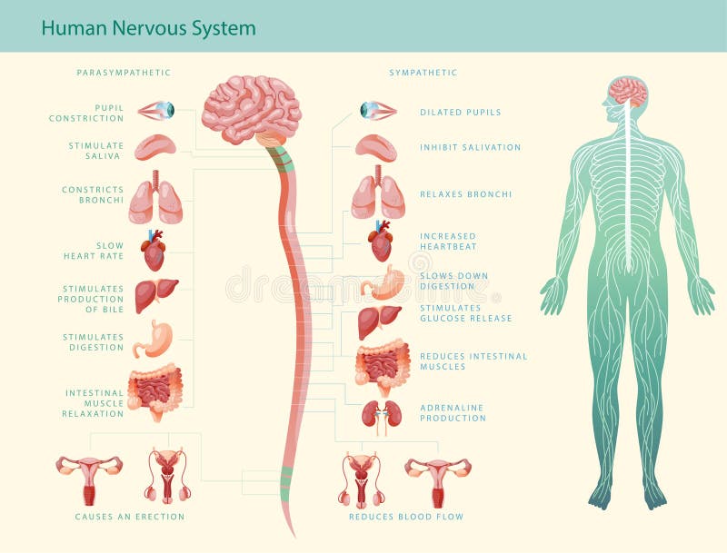 Human nervous system stock vector. Illustration of fibers - 204021003