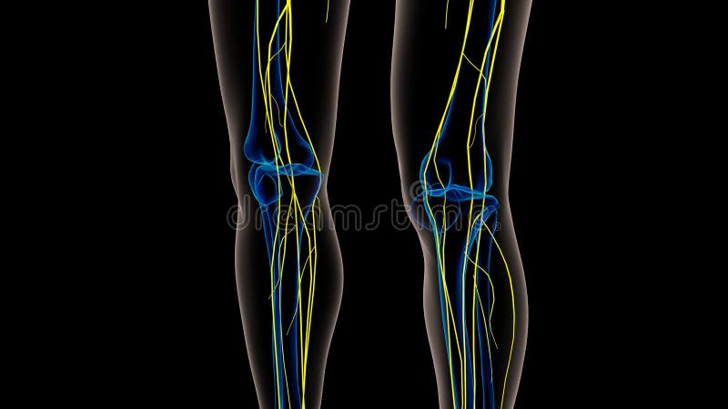 Human Nervous System Anatomy for Medical Concept 3D Rendering Stock ... Human Nervous System Anatomy for Medical Concept 3D Rendering Stock ...