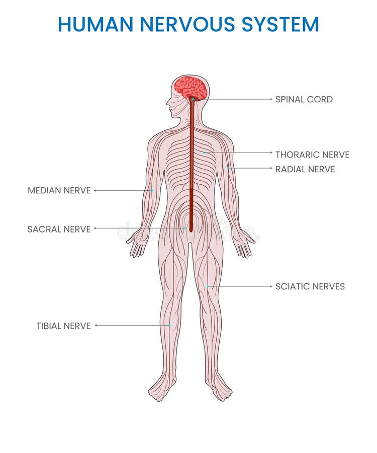 Human Nervous System, Complex Network Coordinating Body Functions ...