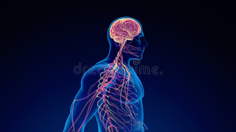 Human Nervous System Medical Background Stock Illustration ...