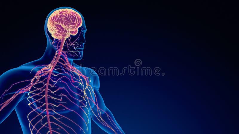 Human Nervous System Medical Background Stock Illustration ...