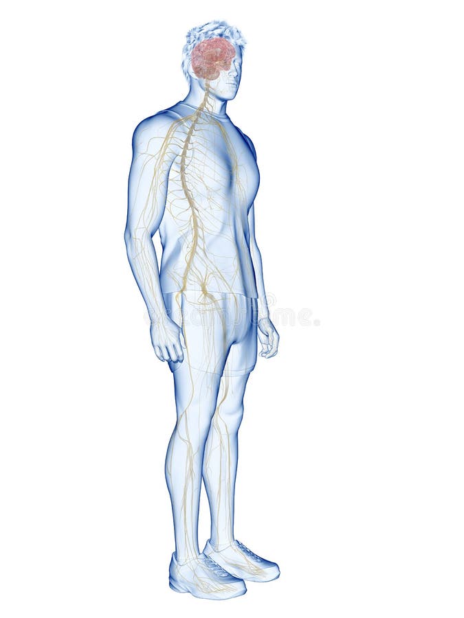 The human nervous system stock illustration. Illustration of graphic ...