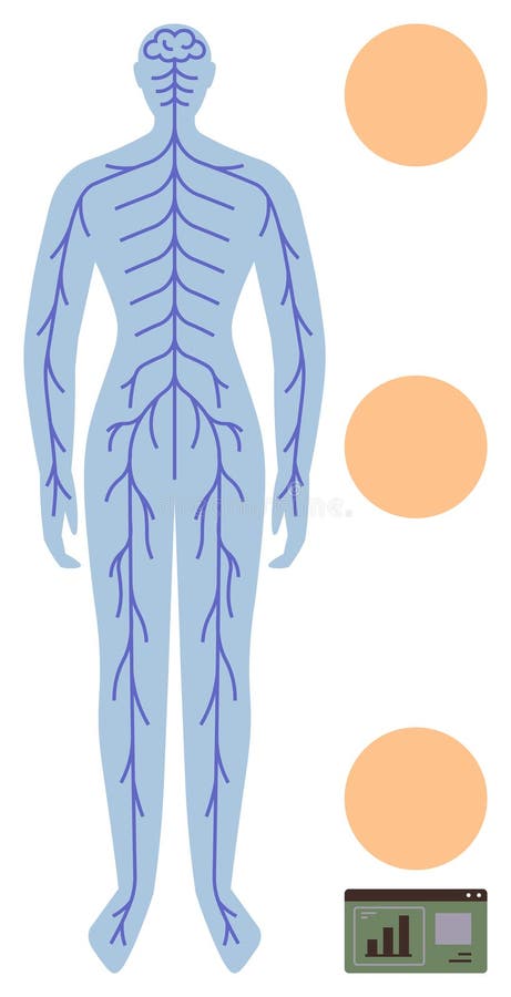 Human Nervous System Diagram with Brain, Neural Pathways, and Data ...