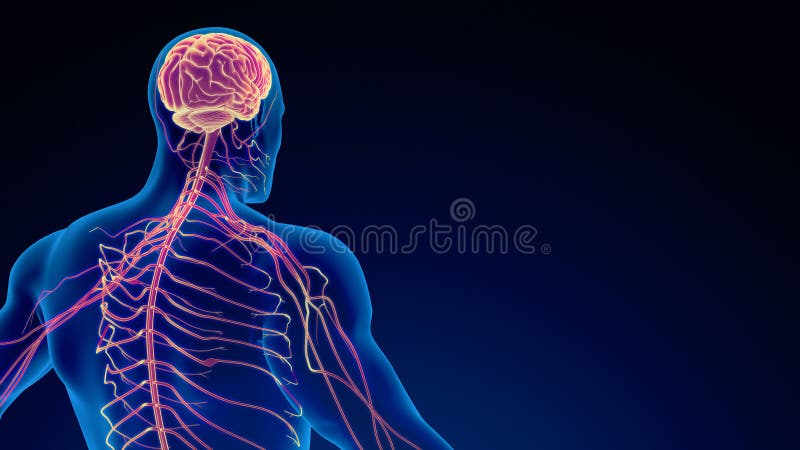 Human Nervous System Medical Background Stock Illustration ...