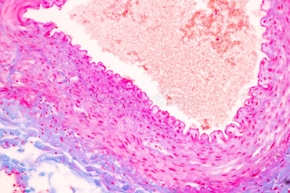 Human Nervous System Under the Microscope in Lab. Stock Photo - Image ...