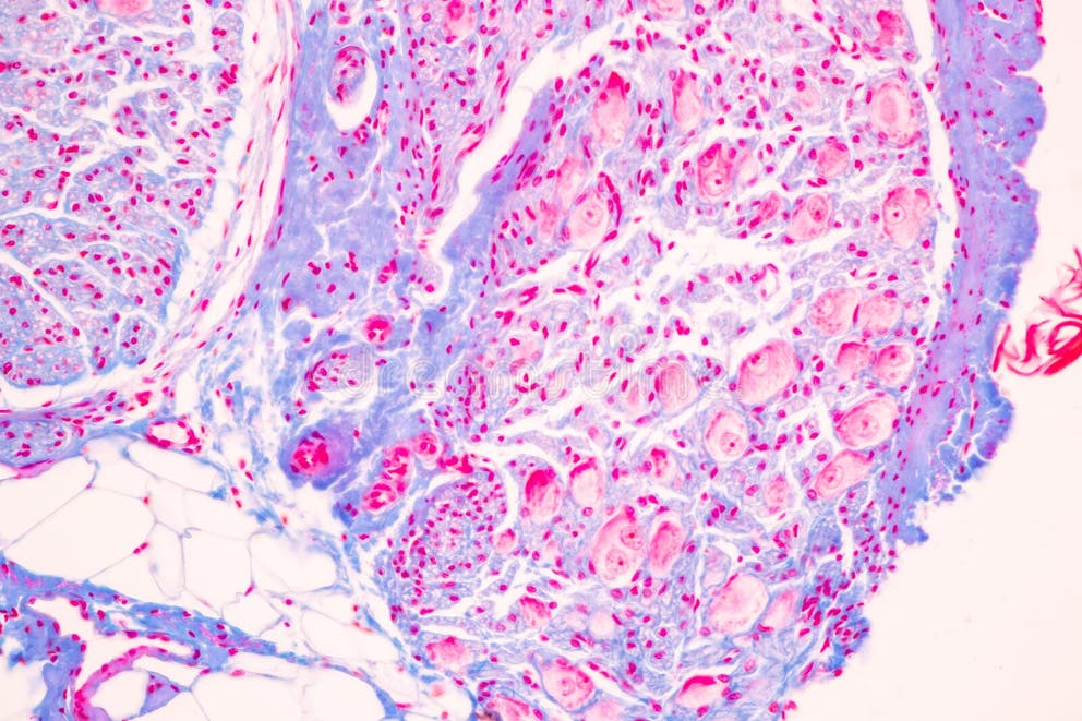 Human Nervous System Under the Microscope in Lab. Stock Image - Image ...