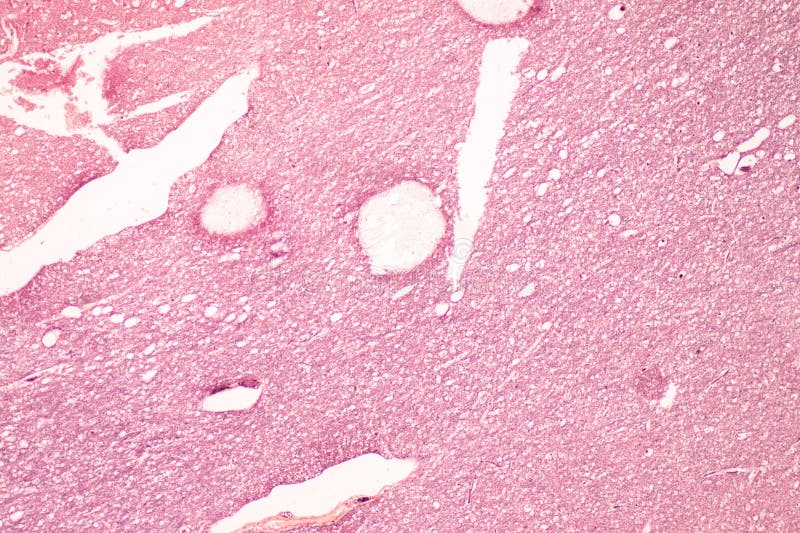 Human Nervous System Under the Microscope in Lab. Stock Image - Image ...