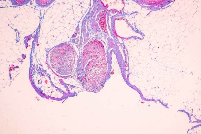 Human Nervous System Under the Microscope in Lab. Stock Photo - Image ...