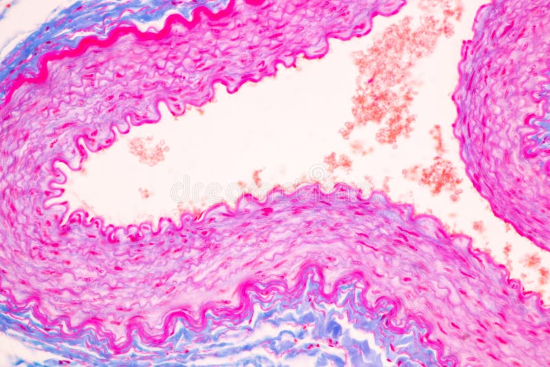 Human Nervous System Under the Microscope in Lab. Stock Image - Image ...