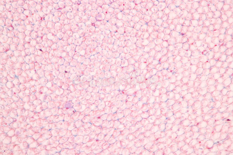 Human Nervous System Under the Microscope in Lab. Stock Image - Image ...