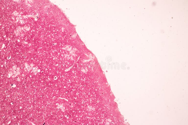 389 Lab Font Stock Photos - Free & Royalty-Free Stock Photos from ...