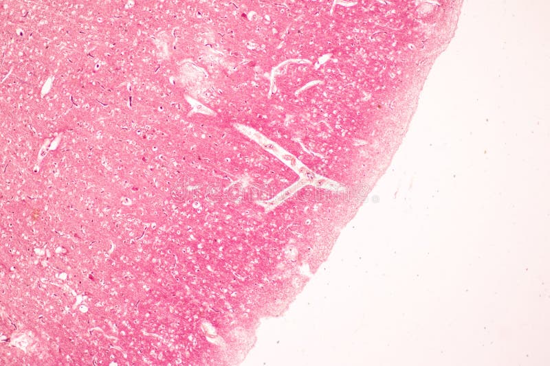 Human Nervous System Under the Microscope in Lab. Stock Image - Image ...