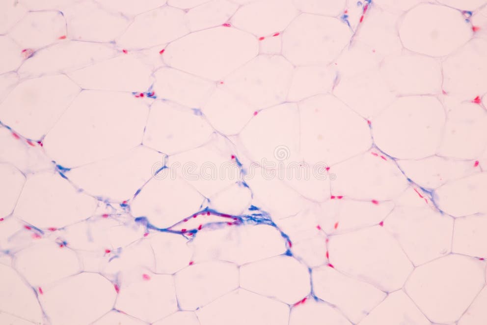 Human Nervous System Under the Microscope in Lab. Stock Image - Image ...