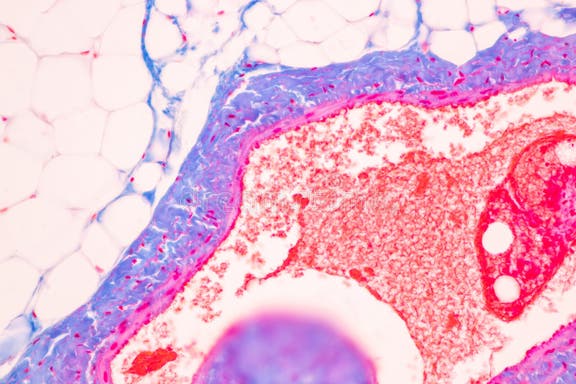 Human Nervous System Under the Microscope in Lab. Stock Image - Image ...