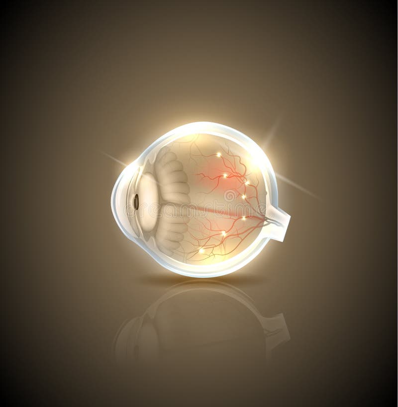 Human normal eye stock vector. Illustration of anatomy - 51616455