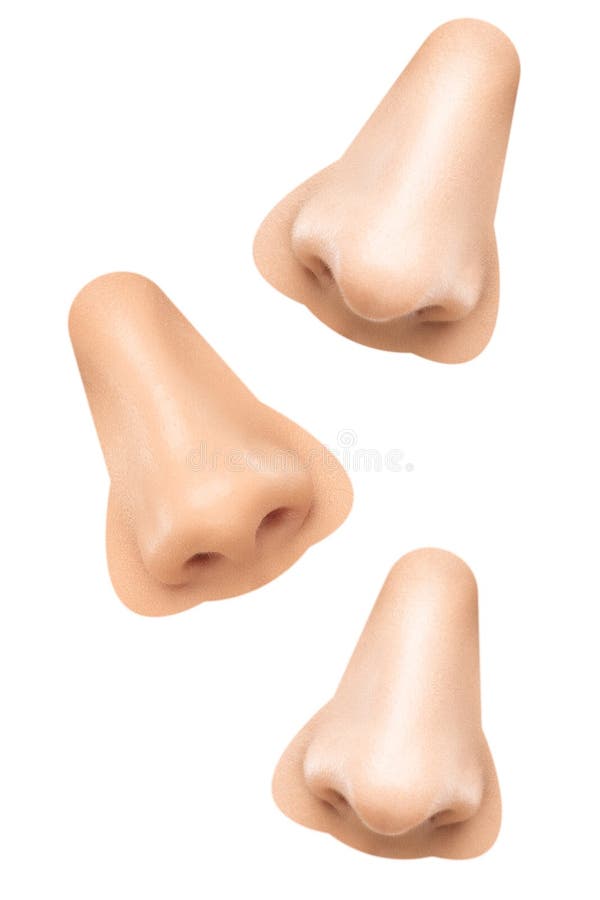 Human Noses Isolated on White Background Close Up Stock Illustration ...
