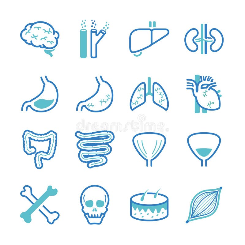 Skin Organ Icon Stock Illustrations – 3,333 Skin Organ Icon Stock ...