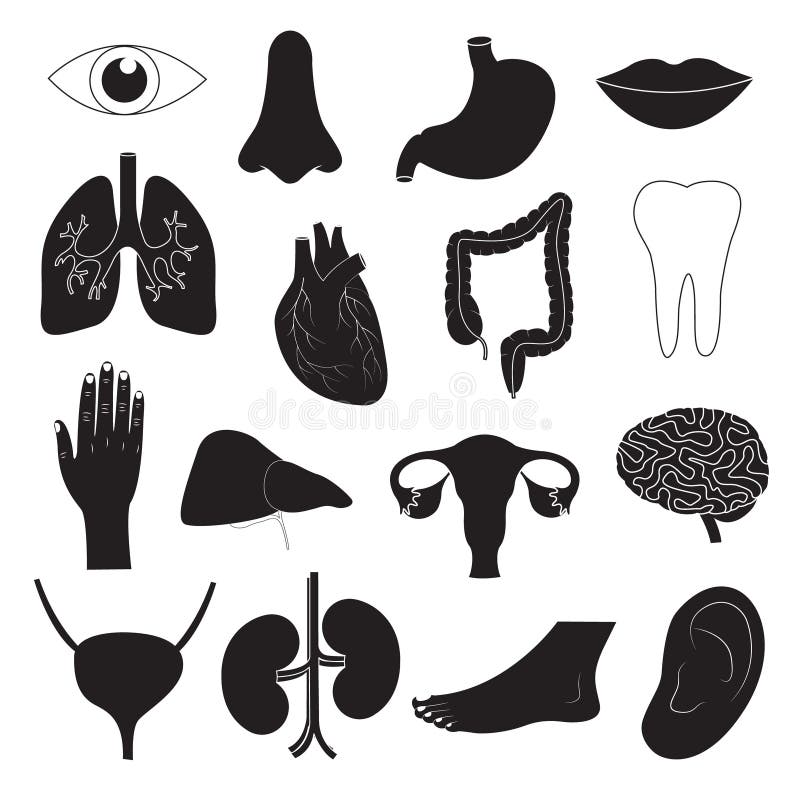 Human Organ Icons Set stock vector. Illustration of lung - 52400096