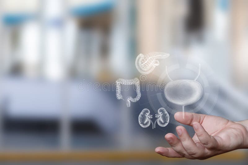 108 Human Pancreas Diagram Stock Photos - Free & Royalty-Free Stock ...