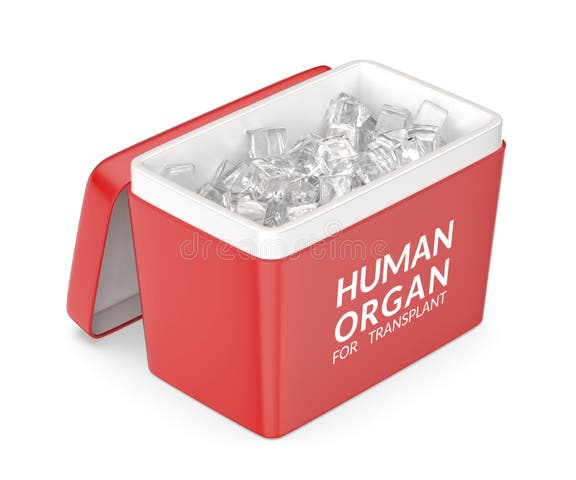 Human organ transport box stock photo. Illustration of empty - 380856490