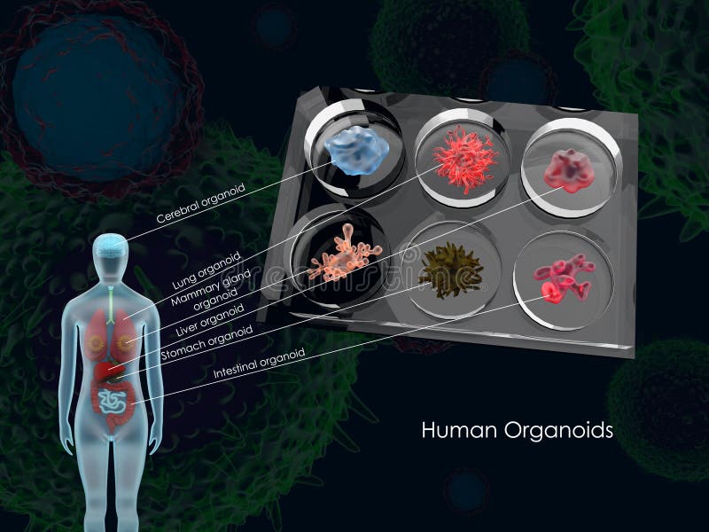 Human organoids stock illustration. Illustration of organ - 126170717