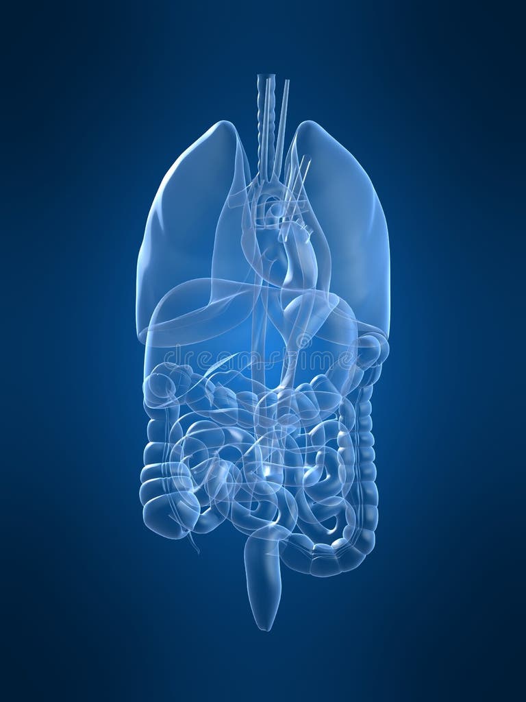 Human Anatomy Torso Organs Stock Illustrations – 1,260 Human Anatomy ...