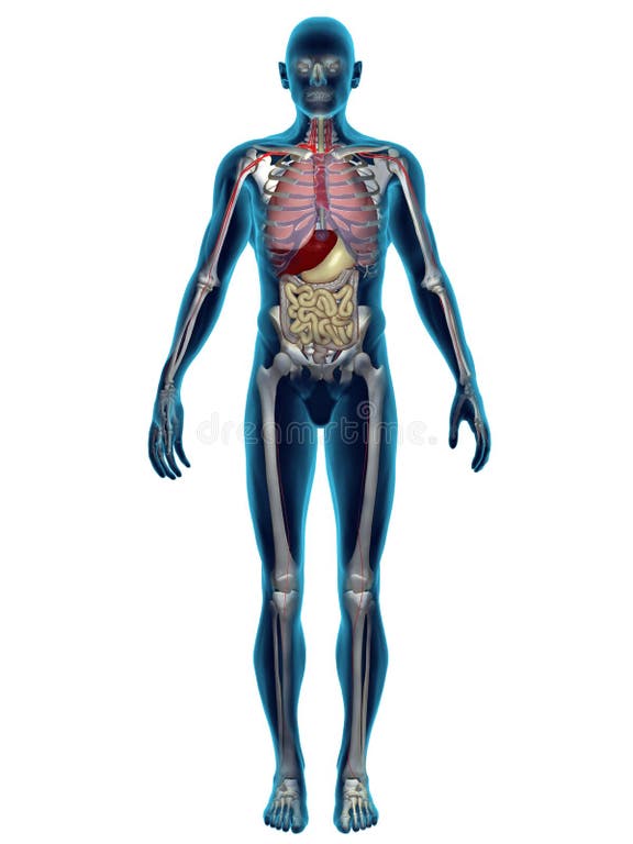Human Transparent Organs Stock Illustrations – 5,876 Human Transparent ...