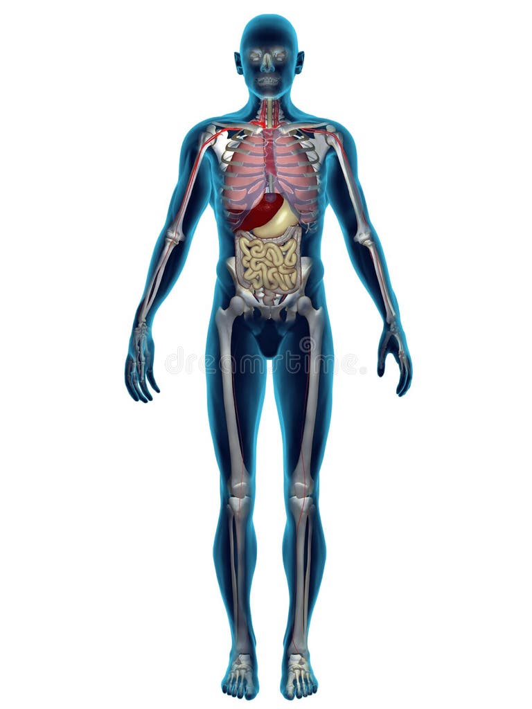Human Transparent Organs Stock Illustrations – 5,876 Human Transparent ...
