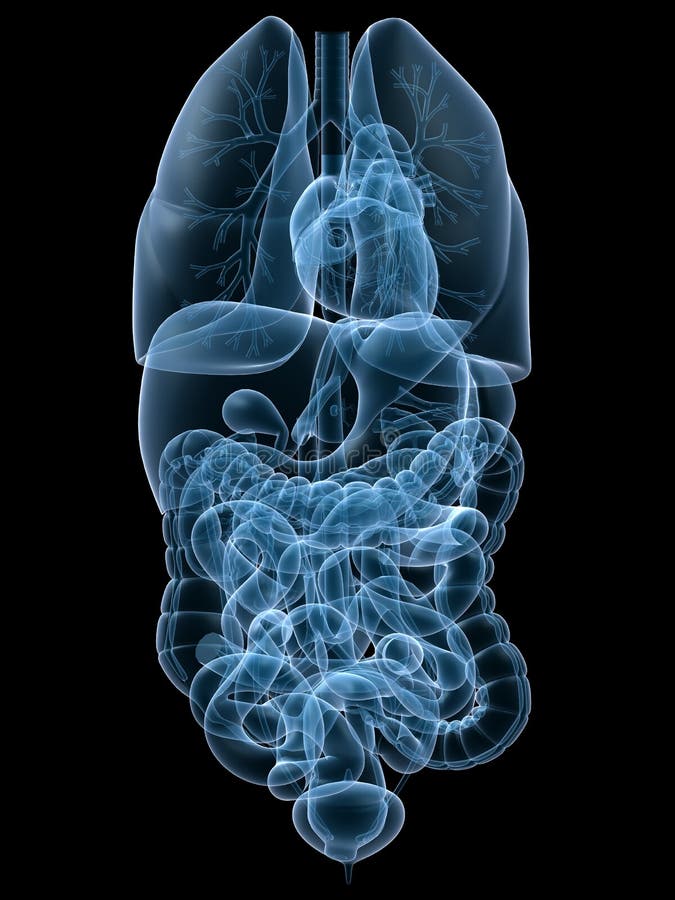 Human Organs 3d Stock Illustrations – 13,819 Human Organs 3d Stock ...