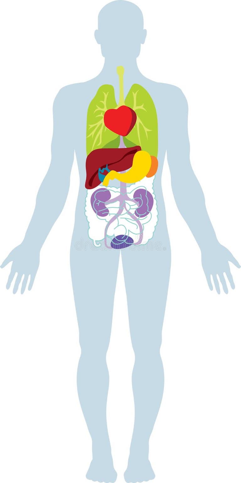 Organs Hospital Stock Illustrations – 4,123 Organs Hospital Stock ...