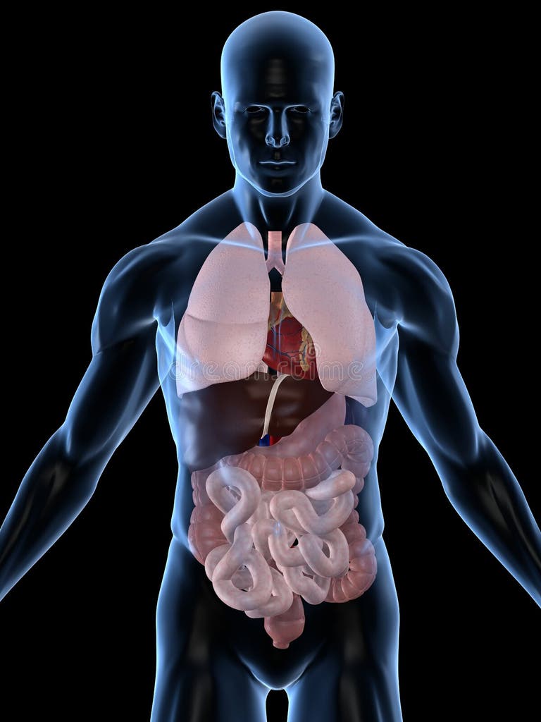 Human Transparent Organs Stock Illustrations – 5,876 Human Transparent ...