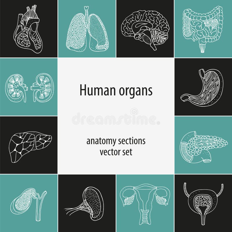Human organs anatomy set stock vector. Illustration of icon - 74721071