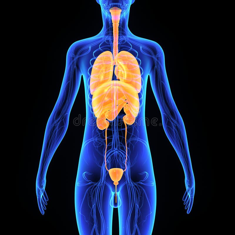 Human Organs stock illustration. Illustration of body - 56141535