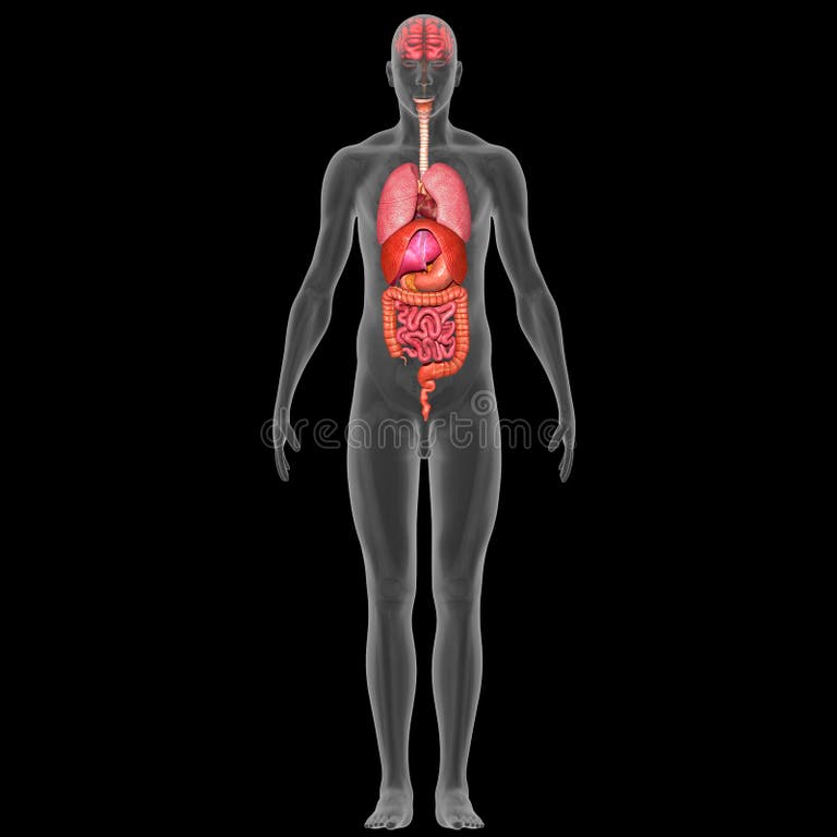 Human Thorax Icon Stock Illustrations – 776 Human Thorax Icon Stock ...