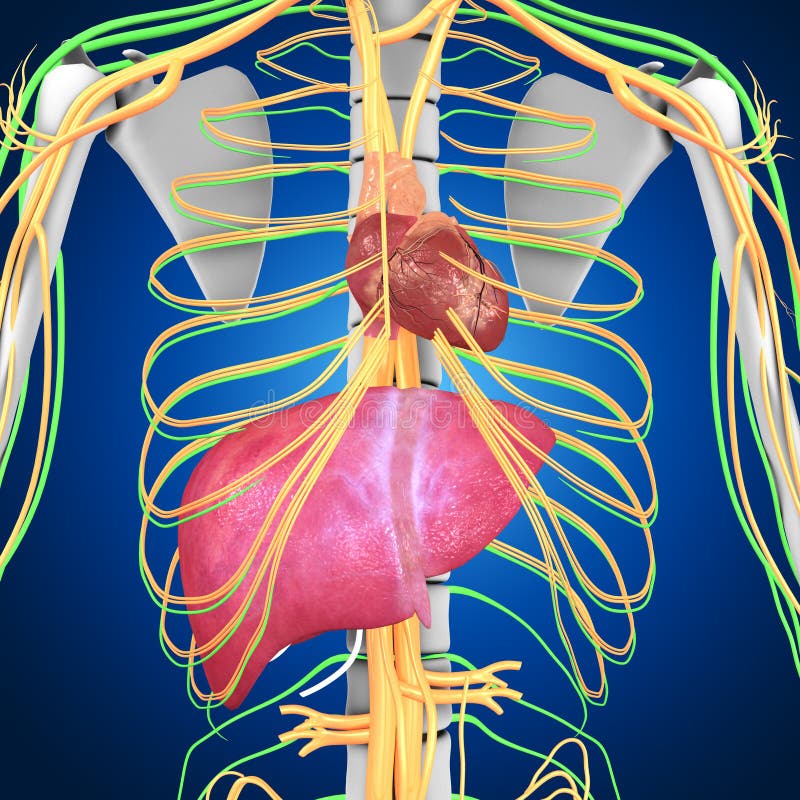 Human Organs stock illustration. Illustration of internal - 55465429