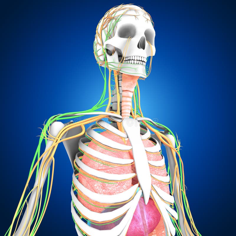 Human Organs stock illustration. Illustration of body - 55465456