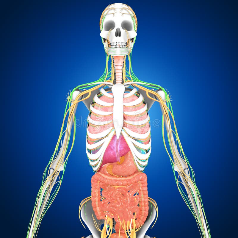 Human Organs stock illustration. Illustration of blue - 55466018