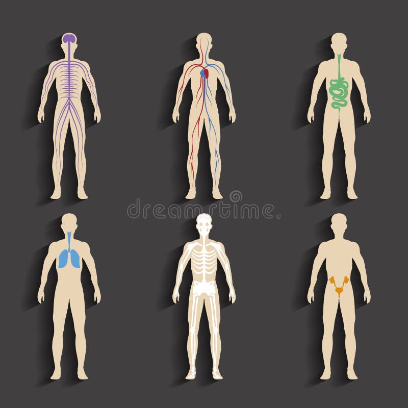 Vector Human Body Systems Illustration Stock Vector - Illustration of ...