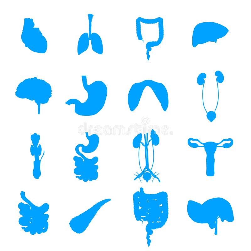 Human Organs collection stock illustration. Illustration of physiology ...