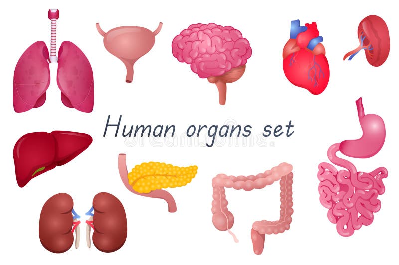 Realistic Human Liver Vector Medical Illustration Stock Illustrations ... Realistic Human Liver Vector Medical Illustration Stock Illustrations ...