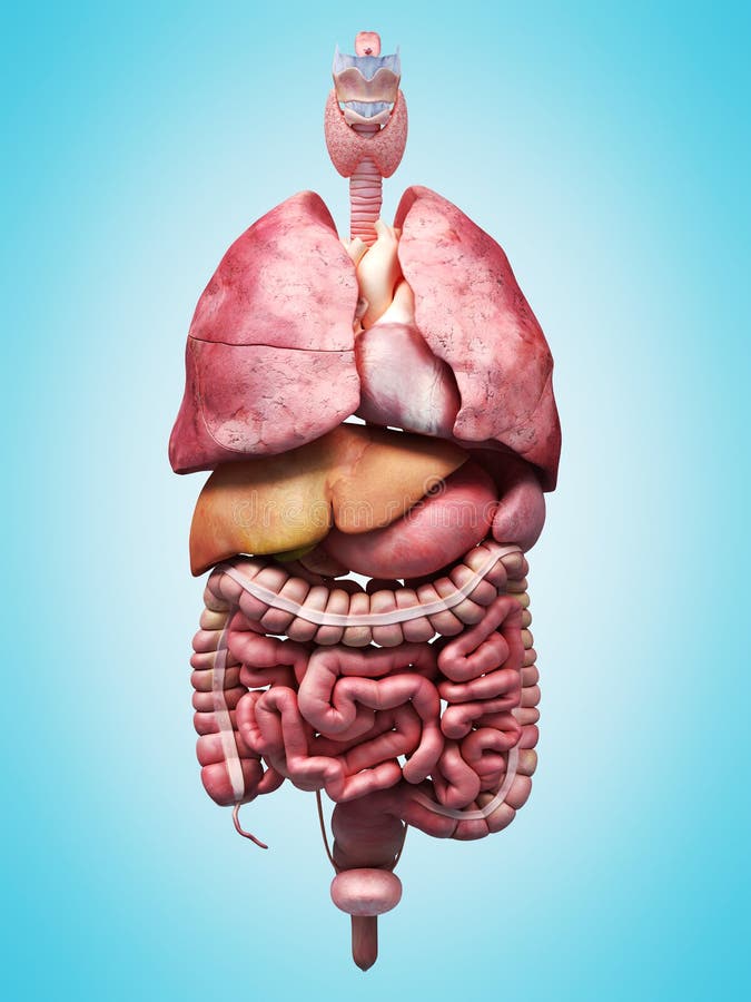 The human organs stock illustration. Illustration of biology - 101194018