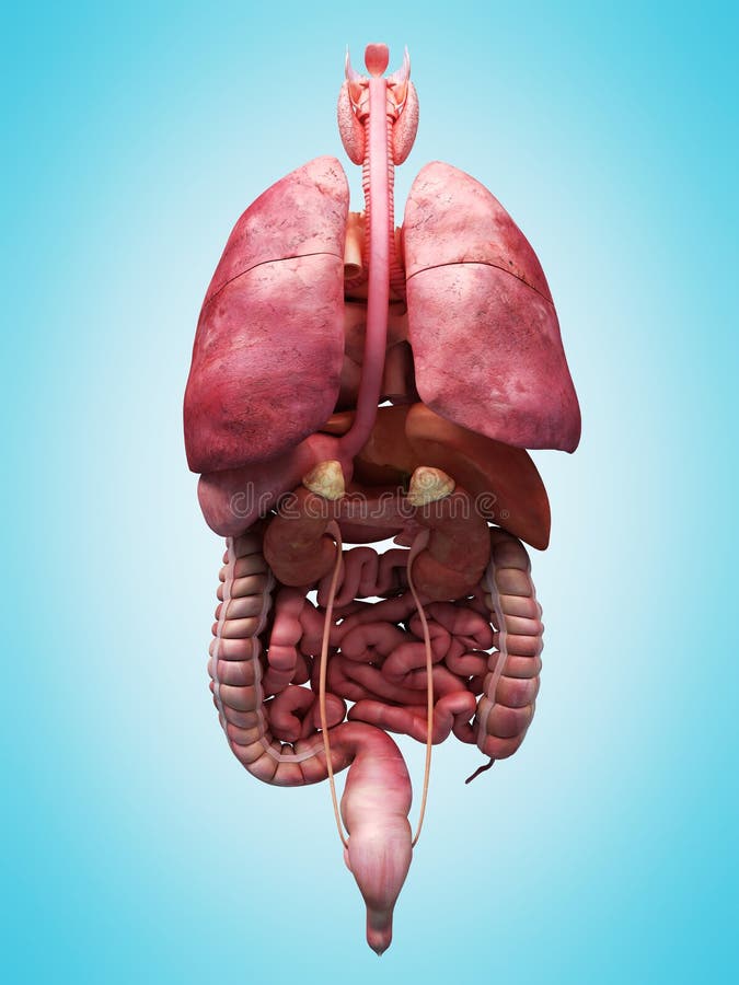 The human organs stock illustration. Illustration of artwork - 101197035