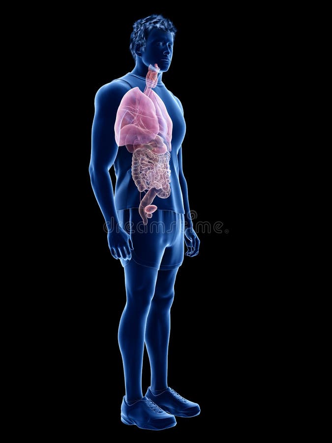 The human organs stock illustration. Illustration of accurate - 137360550