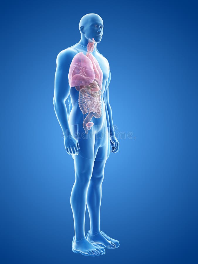 The human organs stock illustration. Illustration of rendering - 137360564