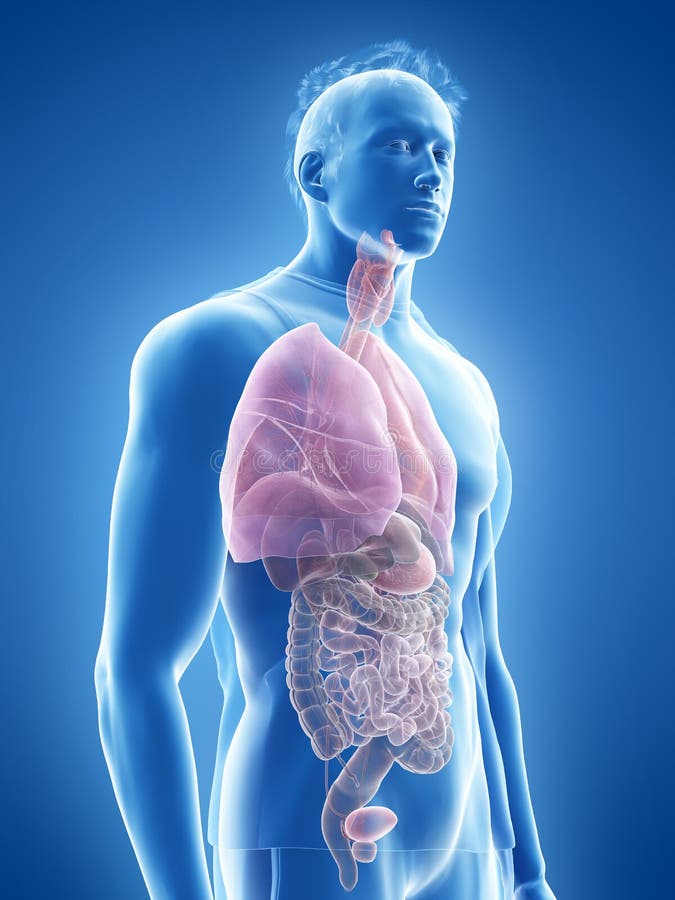 The human organs stock illustration. Illustration of rendered - 137361132