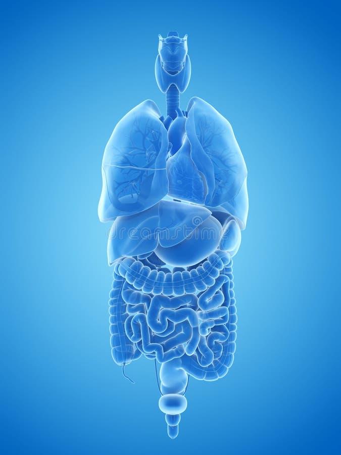 Organs chart stock illustration. Illustration of anatomy - 6394138