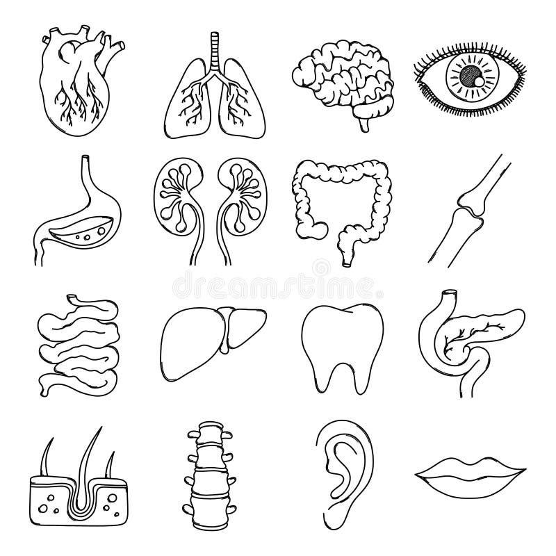 Line Drawing Heart Lung Stock Illustrations – 240 Line Drawing Heart ...