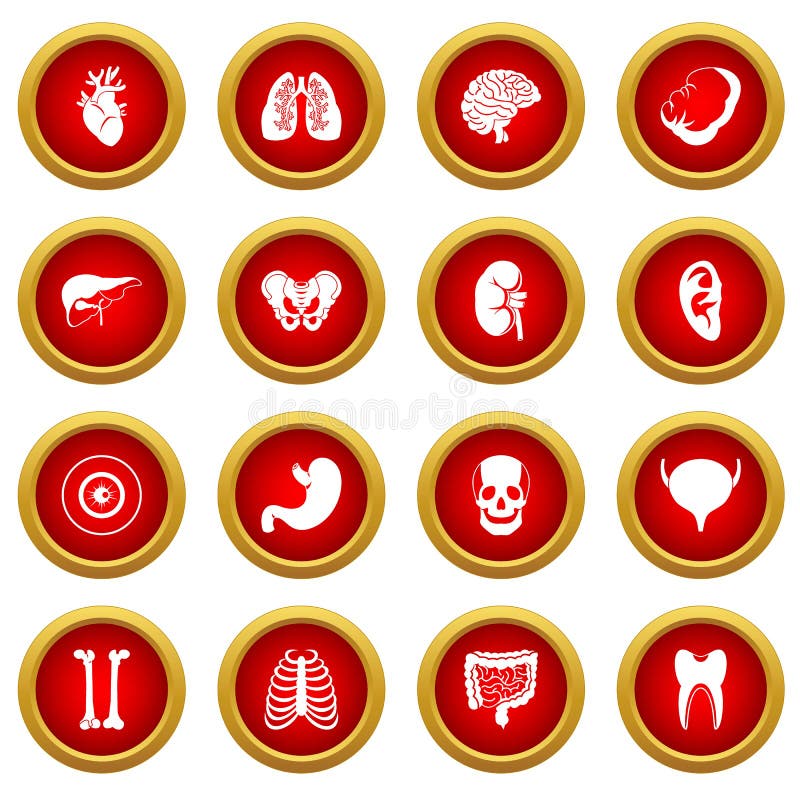 Human Organs Red Stock Illustrations – 2,361 Human Organs Red Stock ...