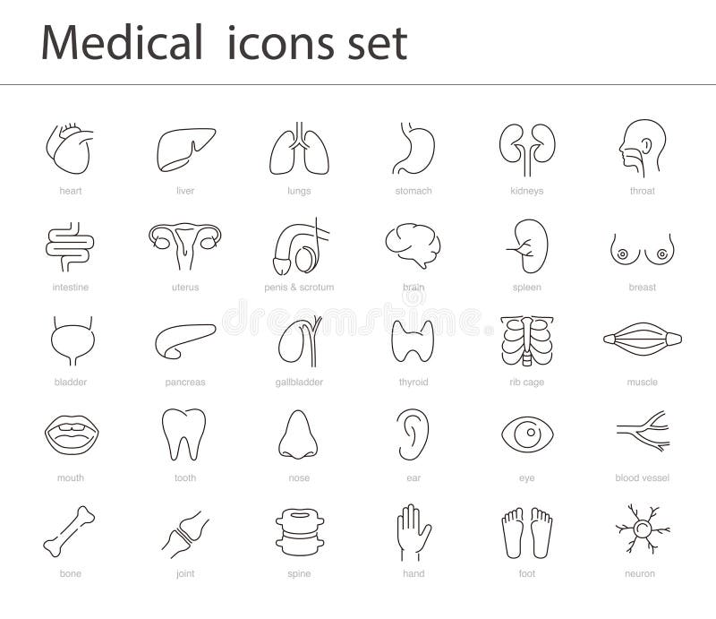 Human Organs Icon Set Medical Icons Vector Illustration Stock Vector