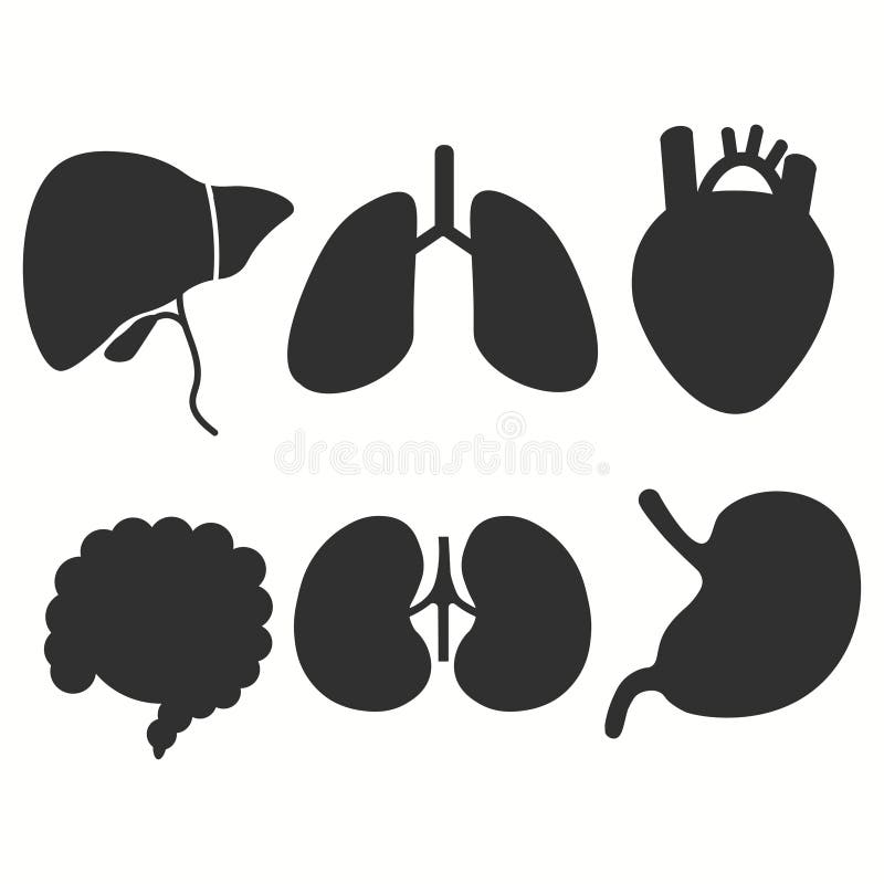 Human Organs Icon Set. Vector Stock Illustration - Illustration of ...